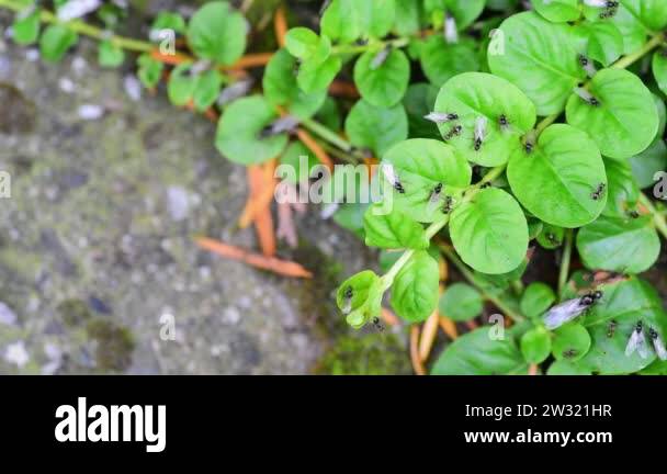 Flying ants on grass Stock Videos & Footage - HD and 4K Video Clips - Alamy