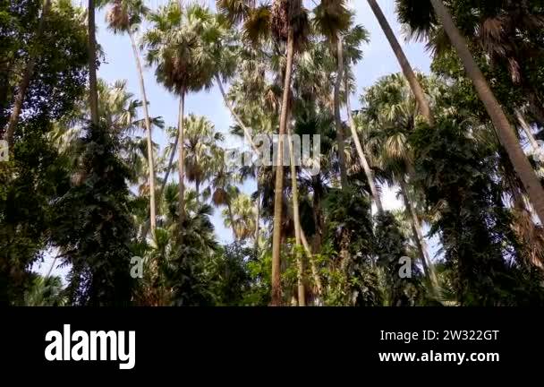 Wat Kham Chanot Insert view forest tree, Rainforest ecosystem and ...