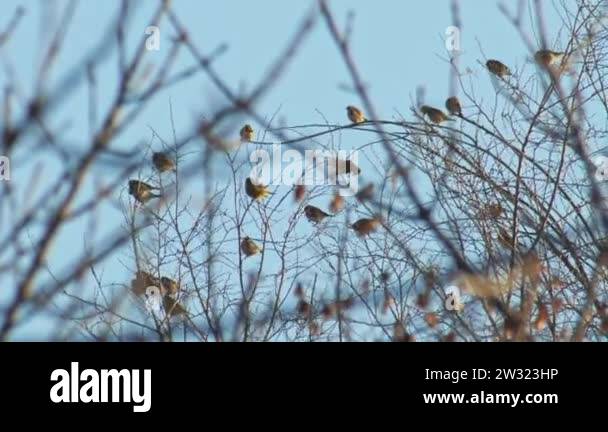 European goldfinch flying carduelis carduelis Stock Videos & Footage ...
