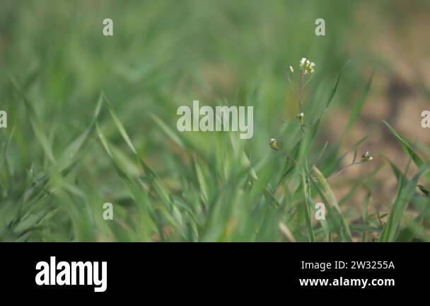 Flowering weed Stock Videos & Footage - HD and 4K Video Clips - Alamy