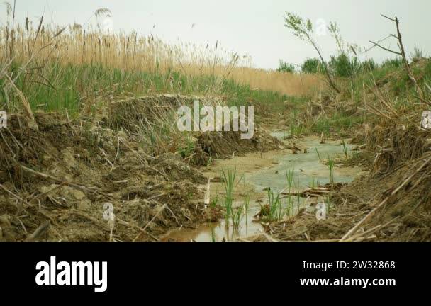 Drought river stream wetland, swamp creek rivulet drying up soil water ...
