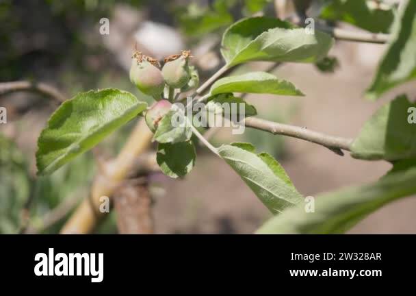 Apple ripening stages Stock Videos & Footage - HD and 4K Video Clips ...