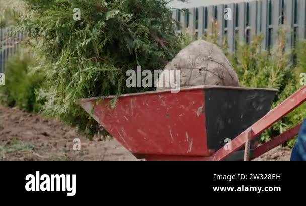 Rear view: A man rolls a cart with tui saplings. Planting trees for ...