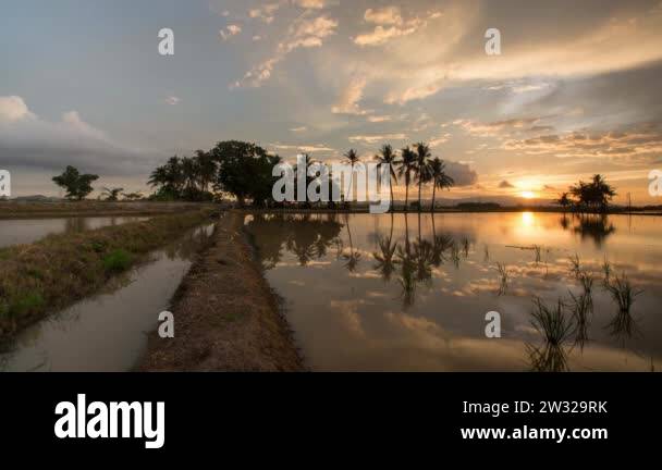 Coconuts tree Stock Videos & Footage - HD and 4K Video Clips - Alamy