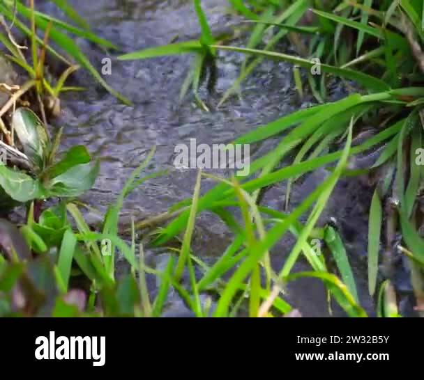 Streams with spring water. Spring water from an underground river. The ...