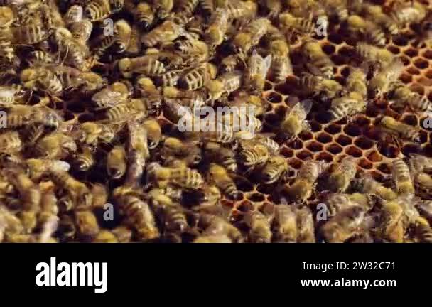 Swarm of bees crawling on beehive frame outdoors. Honey bees flutter ...