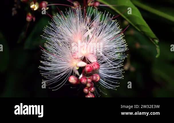 Barringtonia racemosa (L.) Spreng. Freshwater mangrove, Cornbeefwood ...