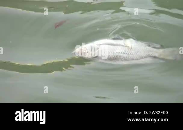 Fish killed beach Stock Videos & Footage - HD and 4K Video Clips - Alamy