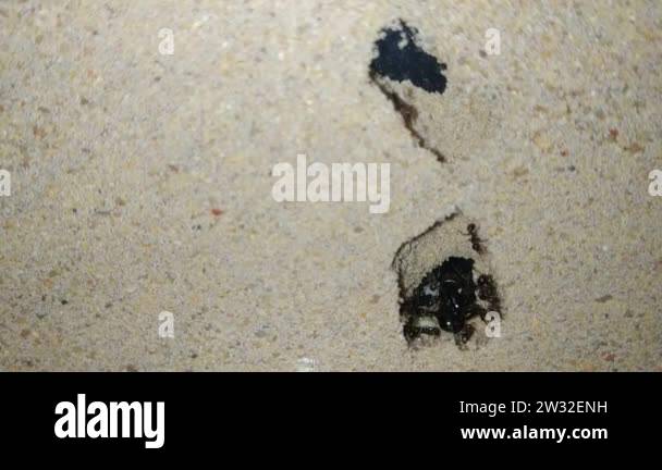 Anthill in captivity. Close up of the queen is at the center of the ...