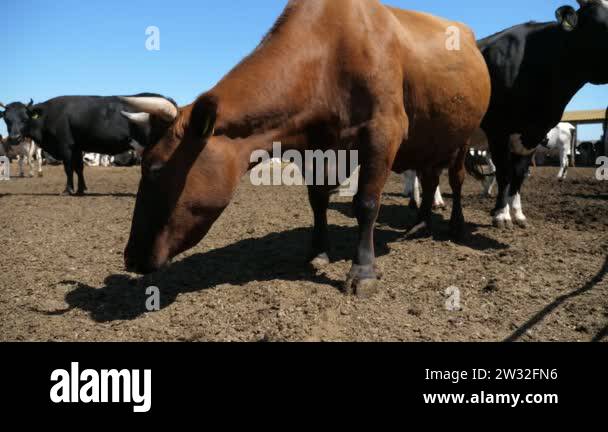 Cow eating grain Stock Videos & Footage - HD and 4K Video Clips - Alamy