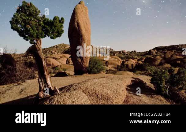 Luna tree Stock Videos & Footage - HD and 4K Video Clips - Alamy