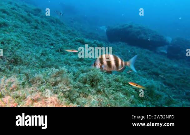 Marine life underwater - Imperial bream fish lokking for food at the ...