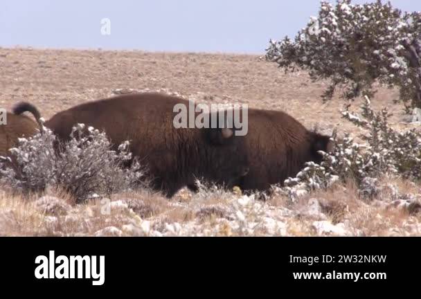american bison in winter at the Raymond Ranch State Wildlife area in ...