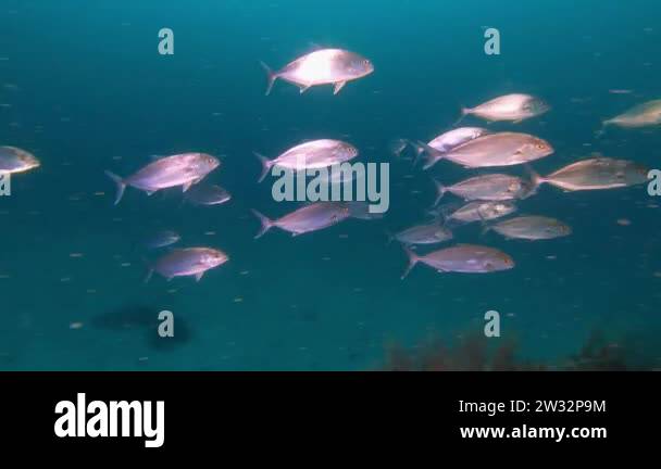 Diving with fishes Stock Videos & Footage - HD and 4K Video Clips - Alamy