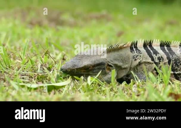 Iguana walking and eating grass to feed in a field with black markings ...