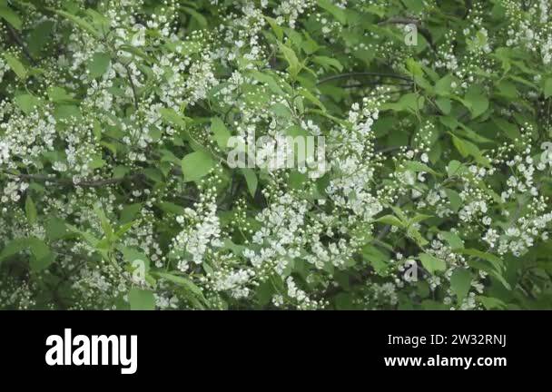 Prunus padus, known as bird cherry, hackberry, hagberry, or Mayday tree ...