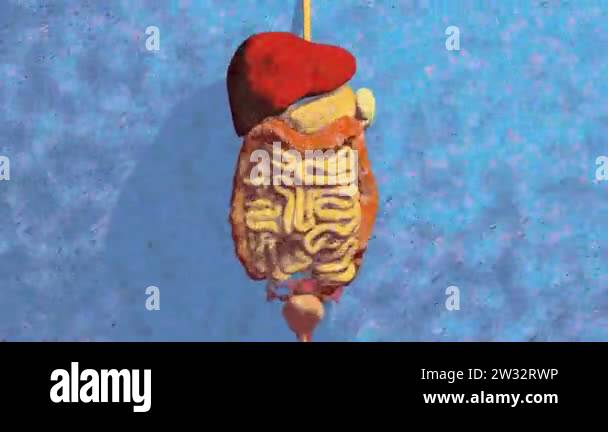 3D animation of Human Digestive System Large Intestine Anatomy Stock ...