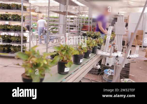 Automated process of sticking barcodes to pots of flowers in a modern ...