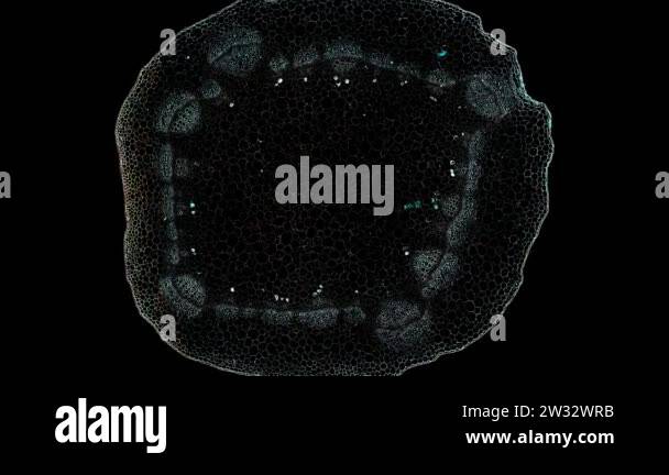 peanut stem - cross section cut under the microscope microscopic view ...