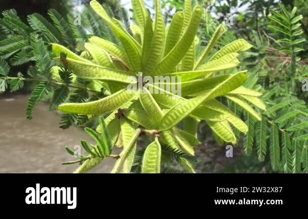Mimosa pigra with natural background. Mimosa pigra, commonly known as ...