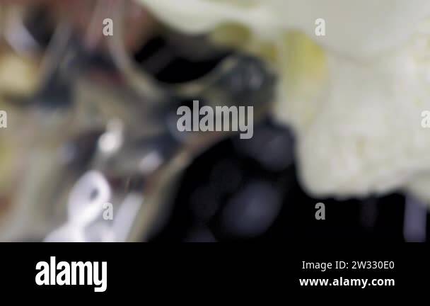 Dental model of human skull spinning Stock Video Footage - Alamy