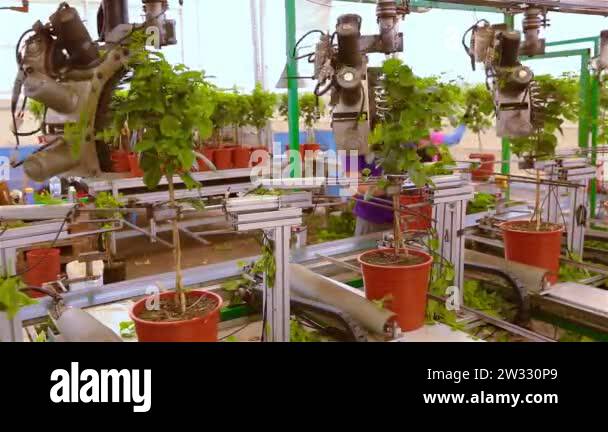 Automatic pruning of flowers, Automatic pruning of plants, conveyor in a greenhouse, automated ...