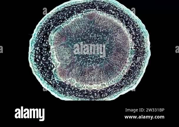 pear stem - cross section cut under the microscope microscopic view of ...