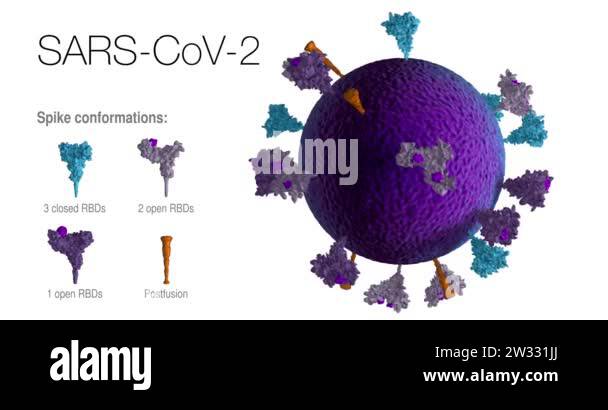 Seamless loop of 3D model of an authentic SARS-CoV-2 blue virus ...