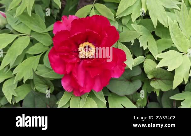 Paeonia botany Stock Videos & Footage - HD and 4K Video Clips - Alamy