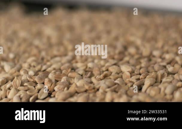 Roasting peanuts. Sorting operations in nuts factory. Roasted peanut ...