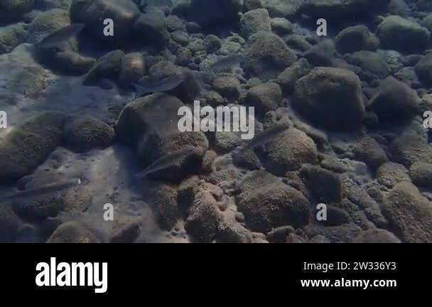 The flathead grey mullet, flathead mullet, striped mullet, black mullet ...