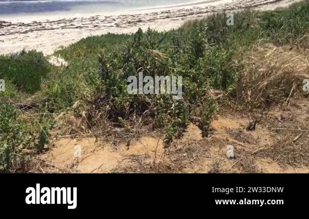 Beach reptile Stock Videos & Footage - HD and 4K Video Clips - Alamy