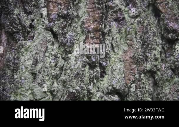 Bark lichen texture background Stock Videos & Footage - HD and 4K Video ...