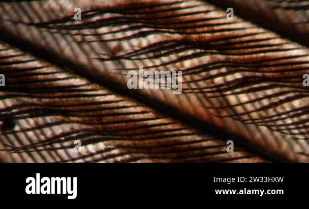 under the magnifying glass you can see the enlarged feather of a guinea ...