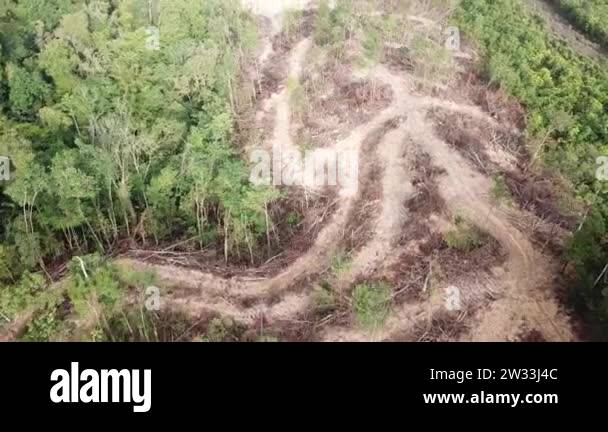 Tracking trees Stock Videos & Footage - HD and 4K Video Clips - Alamy