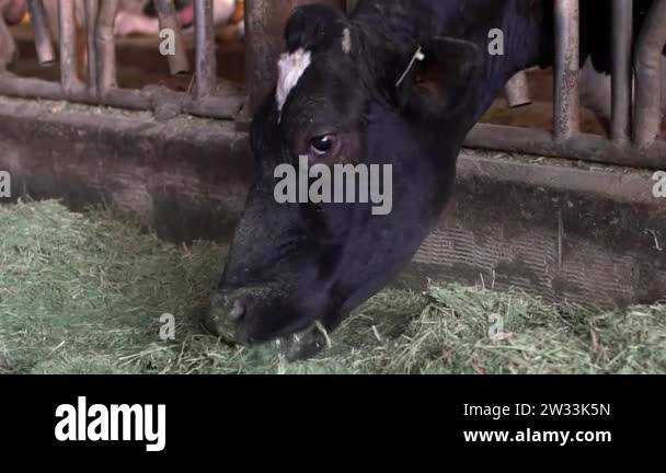 Milk cow feeding process on modern farm. Domestic animals eating hay in ...
