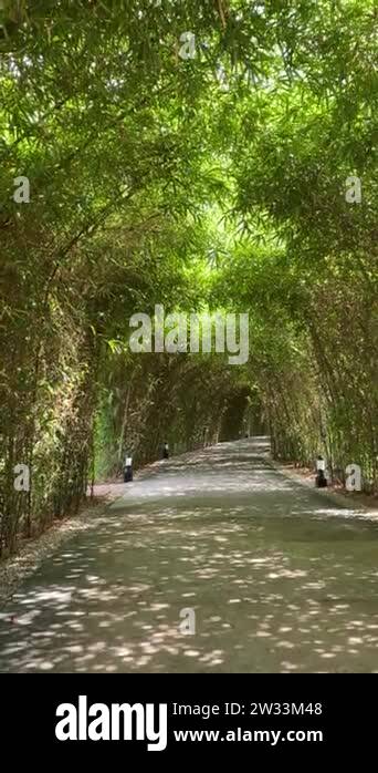 Bamboo corridor Stock Videos & Footage - HD and 4K Video Clips - Alamy