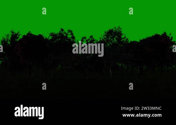 Forest in motion Silhouette Green Screen 4K Loop features a forest of ...
