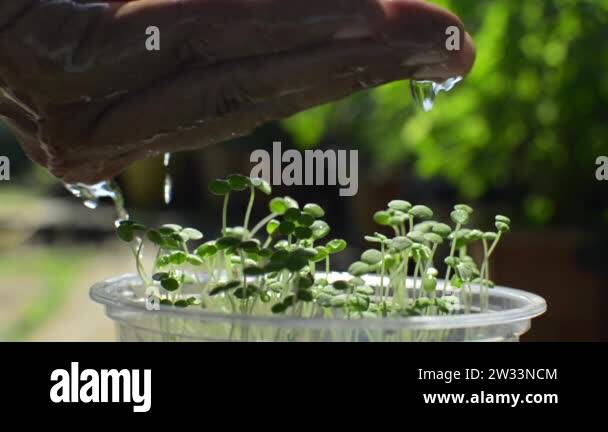 Man tree sapling nursery Stock Videos & Footage - HD and 4K Video Clips ...