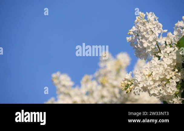 Bunch of insects Stock Videos & Footage - HD and 4K Video Clips - Alamy