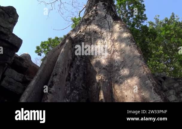 4K, Ta Prohm temple with strangler fig. Unrestored and still covered ...
