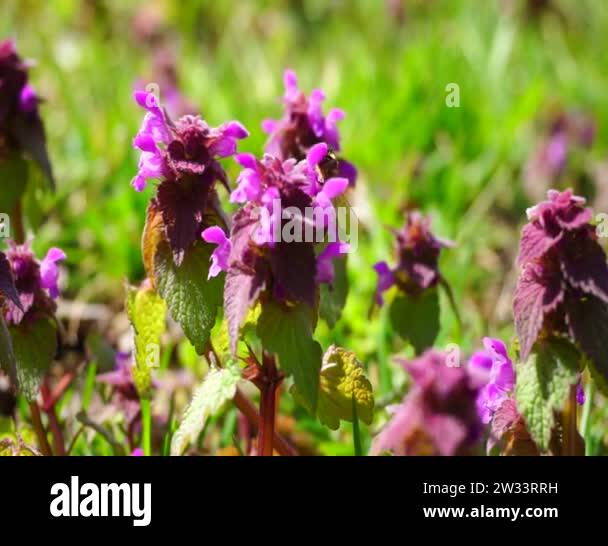 Videophone with spring flowers. Pollination of spring flowers by ...