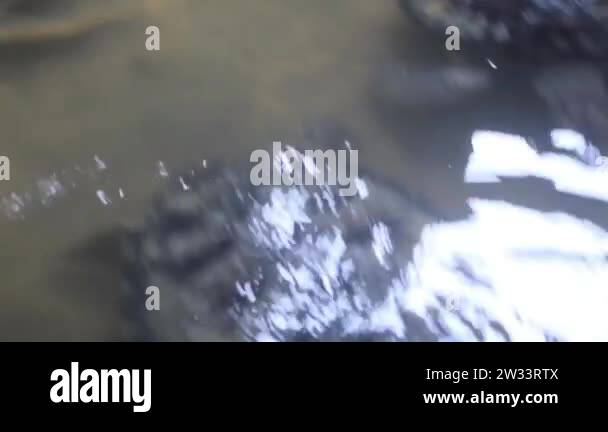 Turtle swimming in clear water, Looking down at a clean water where ...