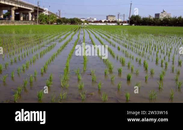 4K, Agriculture plantations of green rice and train passing in ...