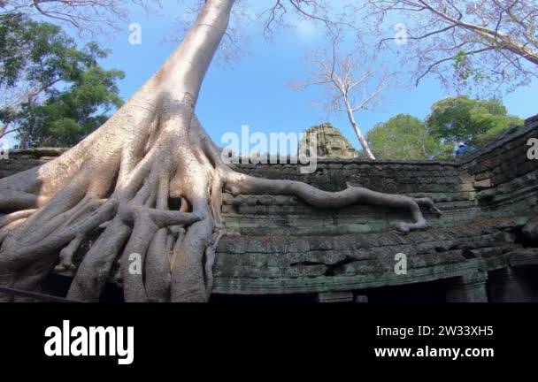 4K, Ta Prohm temple with strangler fig. Unrestored and still covered ...