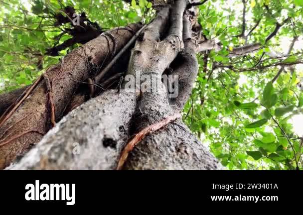 Bearded fig ficus citrifolia Stock Videos & Footage - HD and 4K Video ...