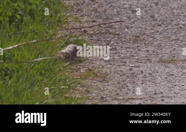Stoat in grass Stock Videos & Footage - HD and 4K Video Clips - Alamy