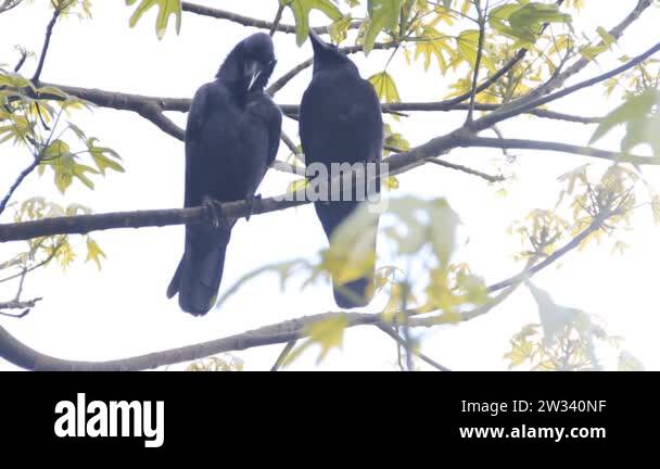 Indian jungle crows Stock Videos & Footage - HD and 4K Video Clips - Alamy