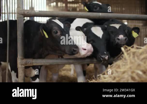 Adult Cows by the Barnyard Stable Hanging Their Heads in Between Metal ...