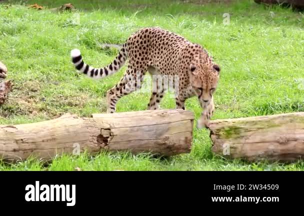 Safari wildlife park cheetah run Stock Videos & Footage - HD and 4K ...
